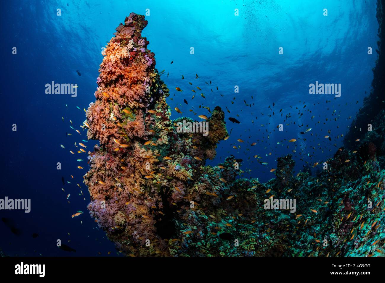 Coral reef scenery Stock Photo - Alamy