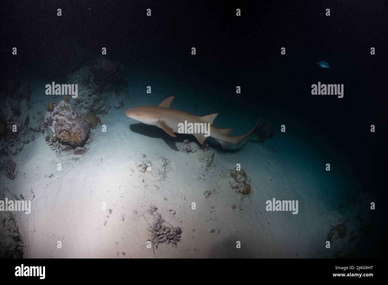 Nurse Shark on a Night Dive Stock Photo - Alamy