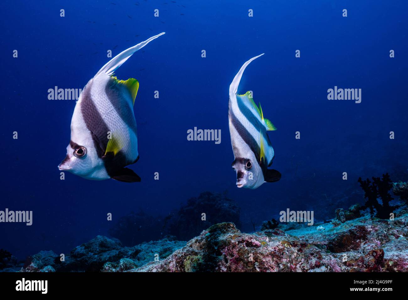 Banner fish hi-res stock photography and images - Alamy