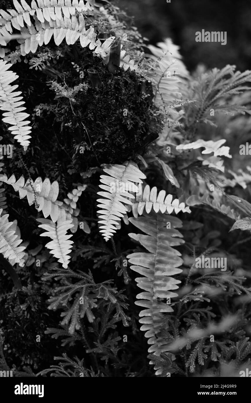 Beautiful summer ferns growing in the tranquil meadow in black and ...
