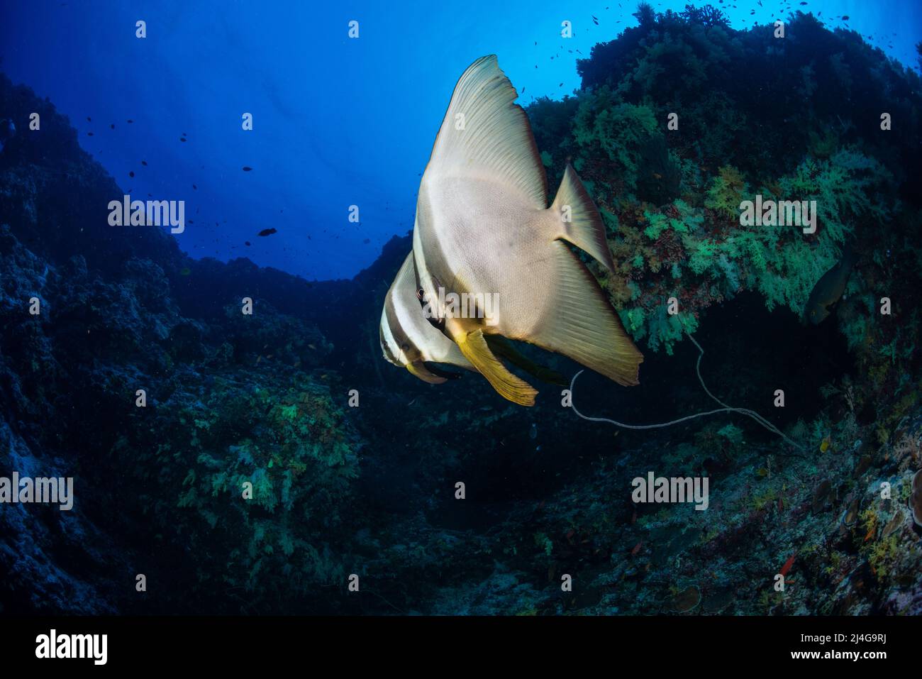 Bat fish hi-res stock photography and images - Alamy