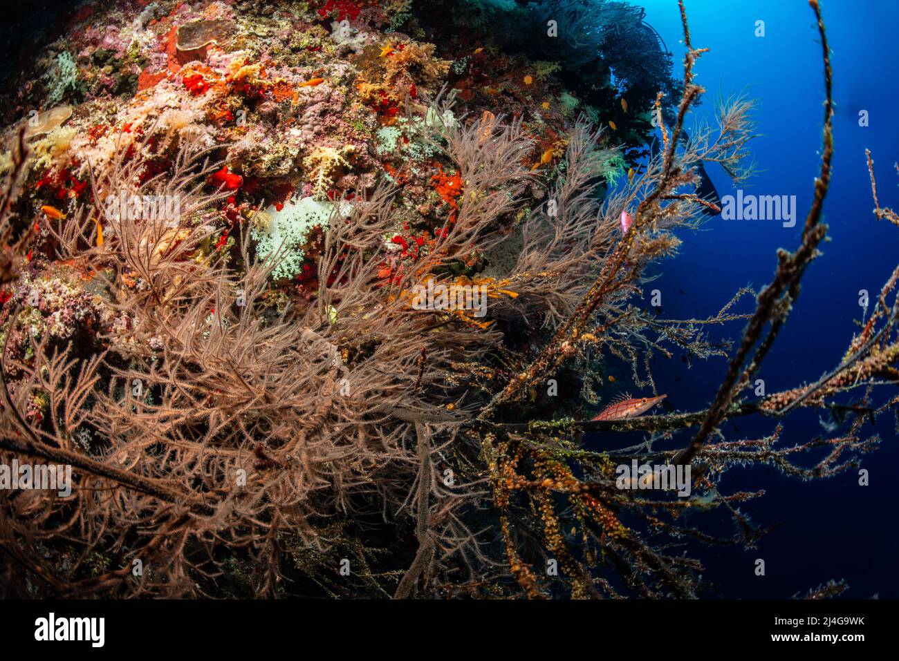 Scuba diving scenery hi-res stock photography and images - Alamy