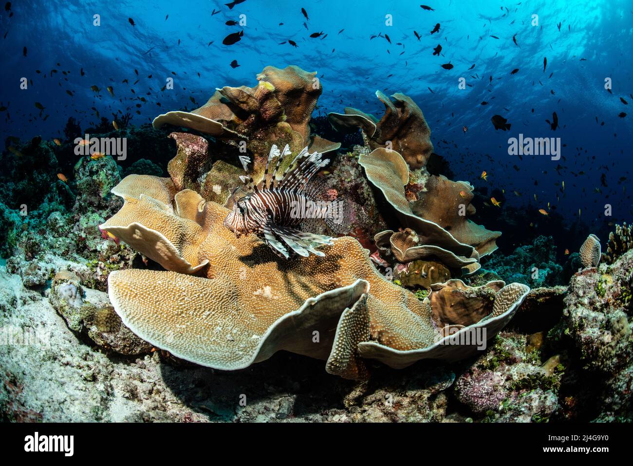 Scuba diving scenery hi-res stock photography and images - Alamy