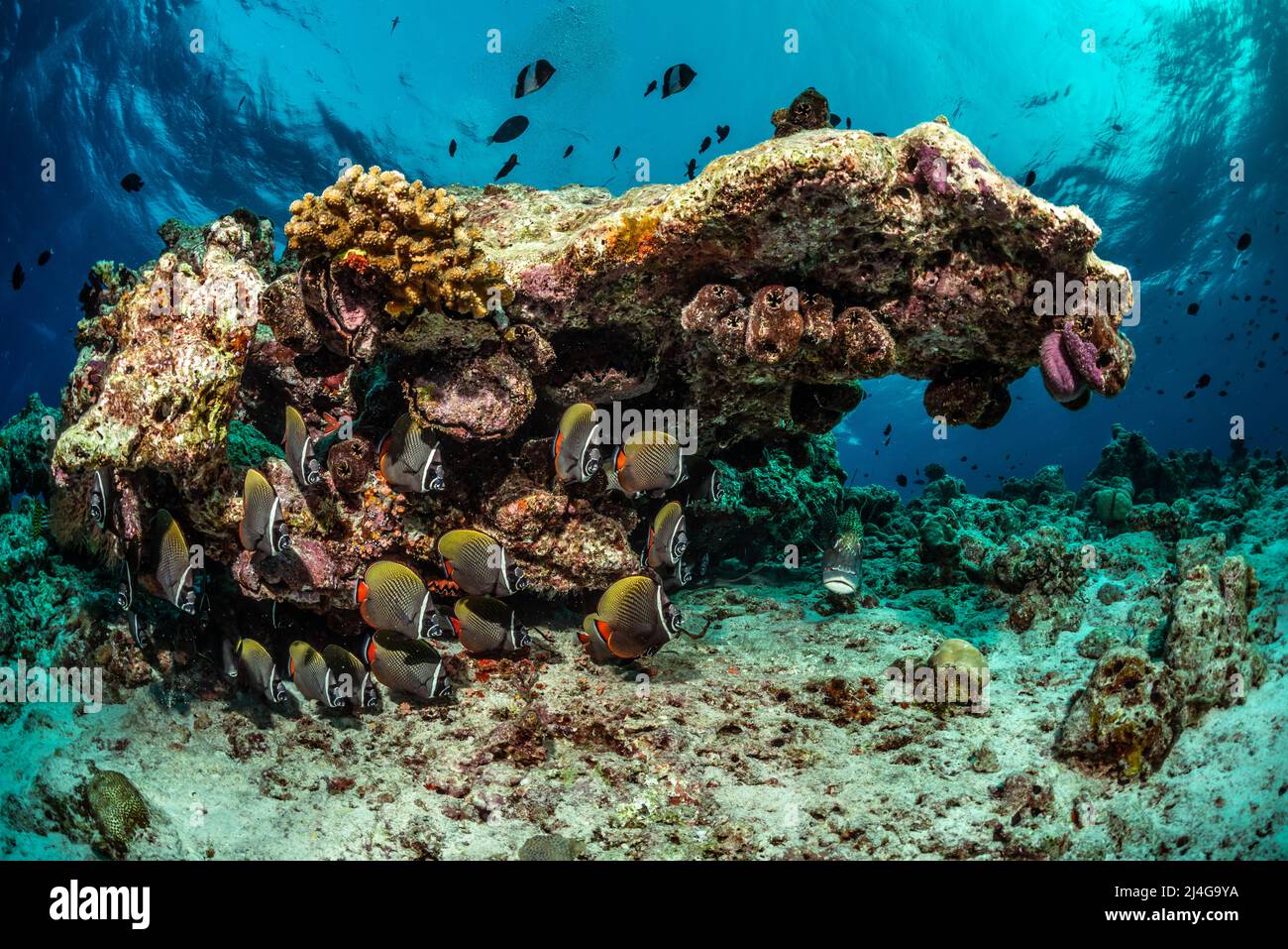 Scuba diving scenery hi-res stock photography and images - Alamy