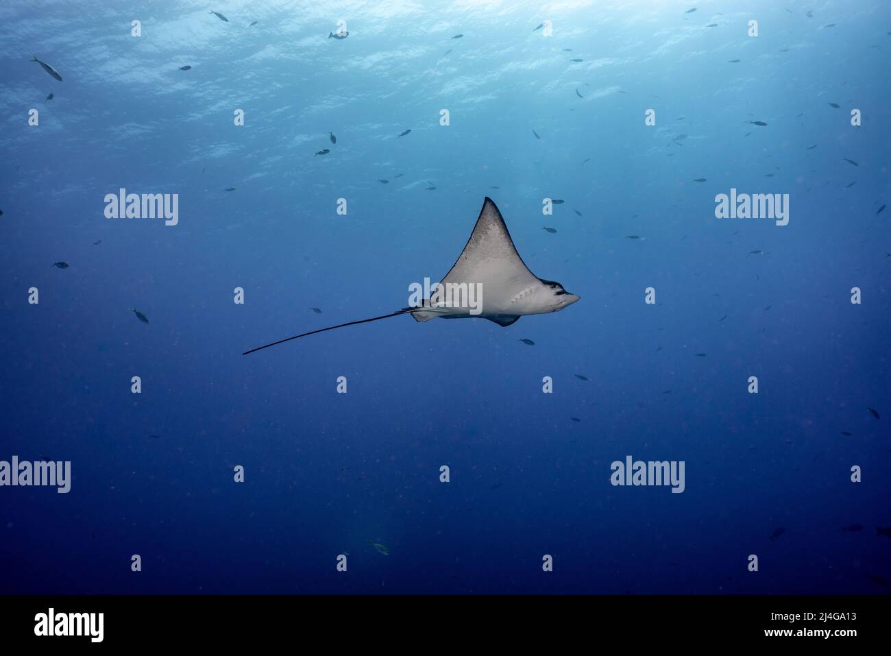 Indian eagle ray hi-res stock photography and images - Alamy