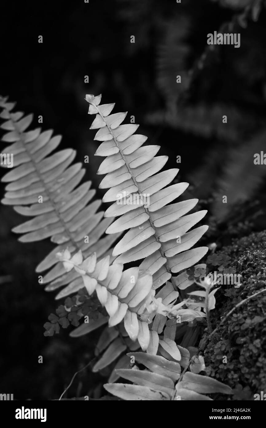 Beautiful summer ferns growing in the tranquil meadow in black and ...