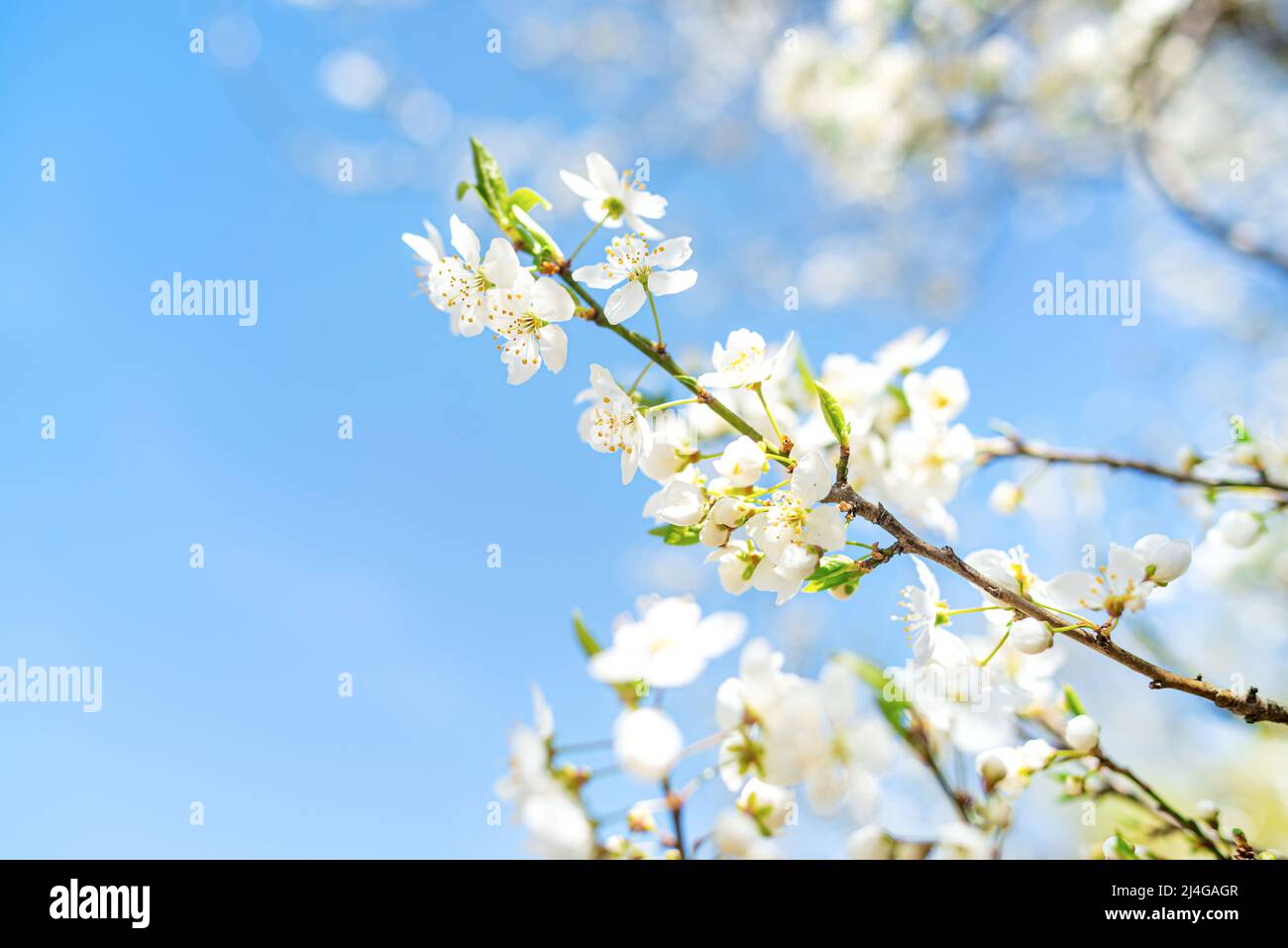 Spring flowers on the tree Stock Photo - Alamy