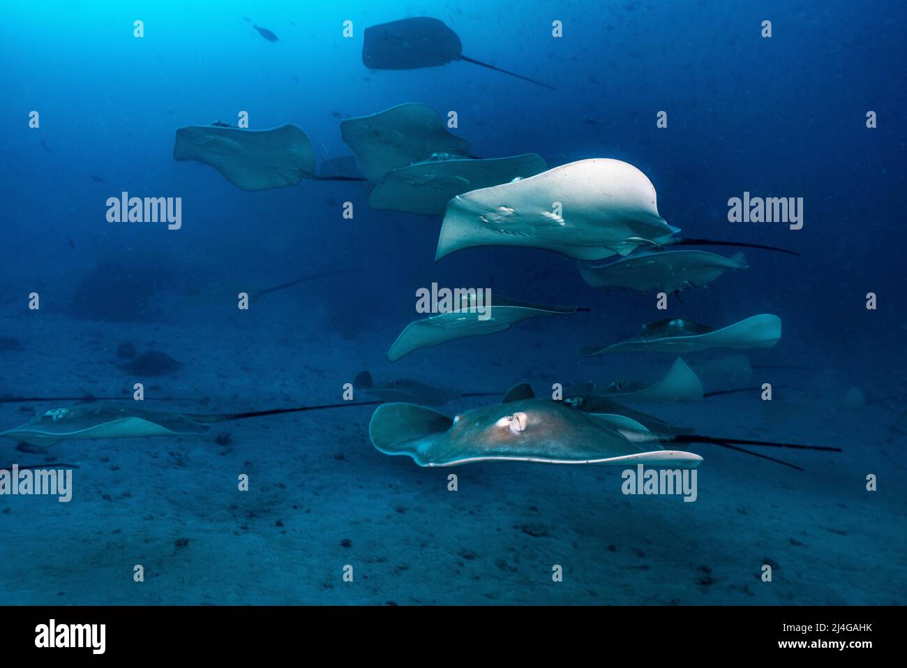Coral reef stingray maldives hi-res stock photography and images - Alamy