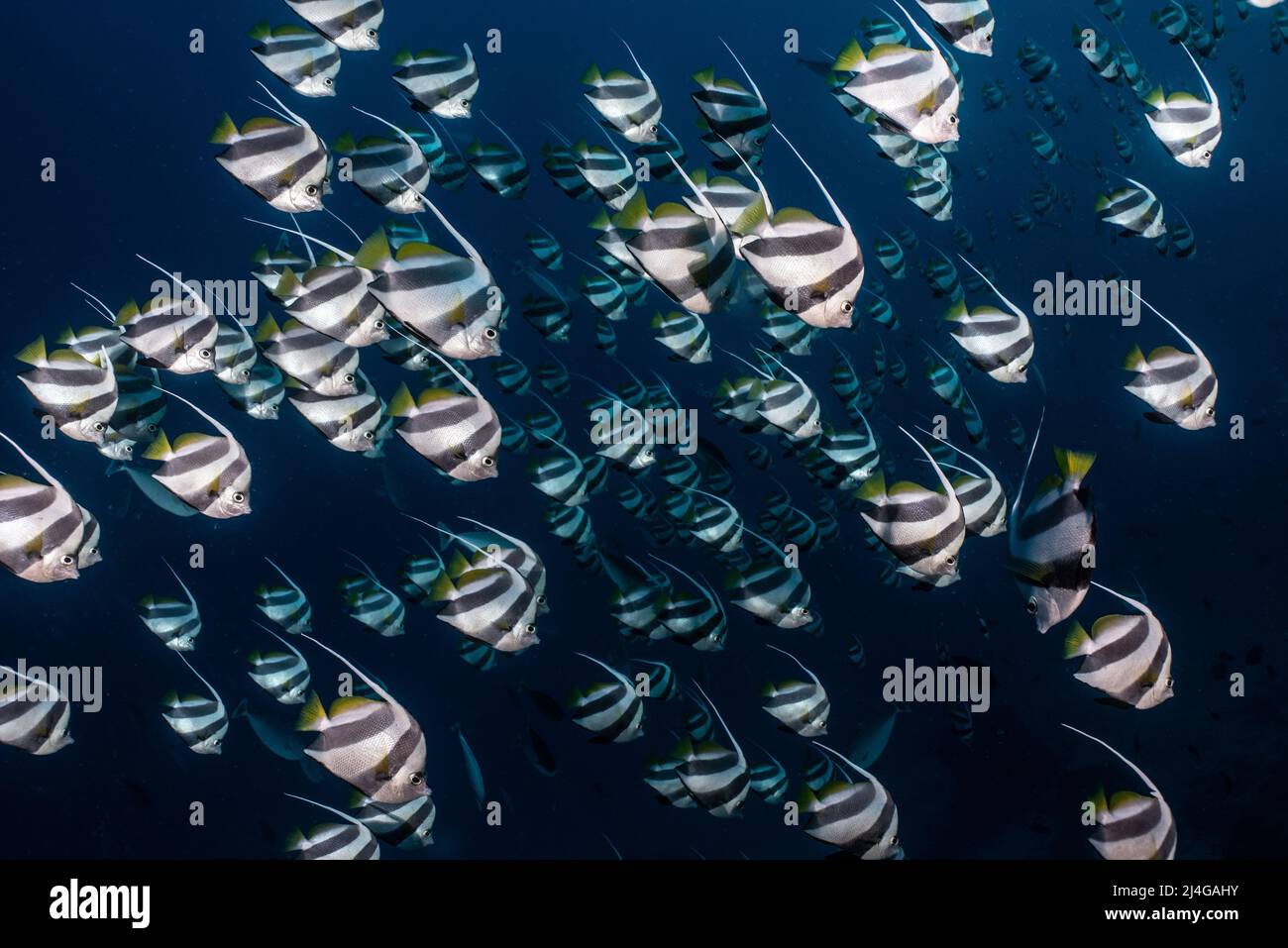 Banner fish hi-res stock photography and images - Alamy