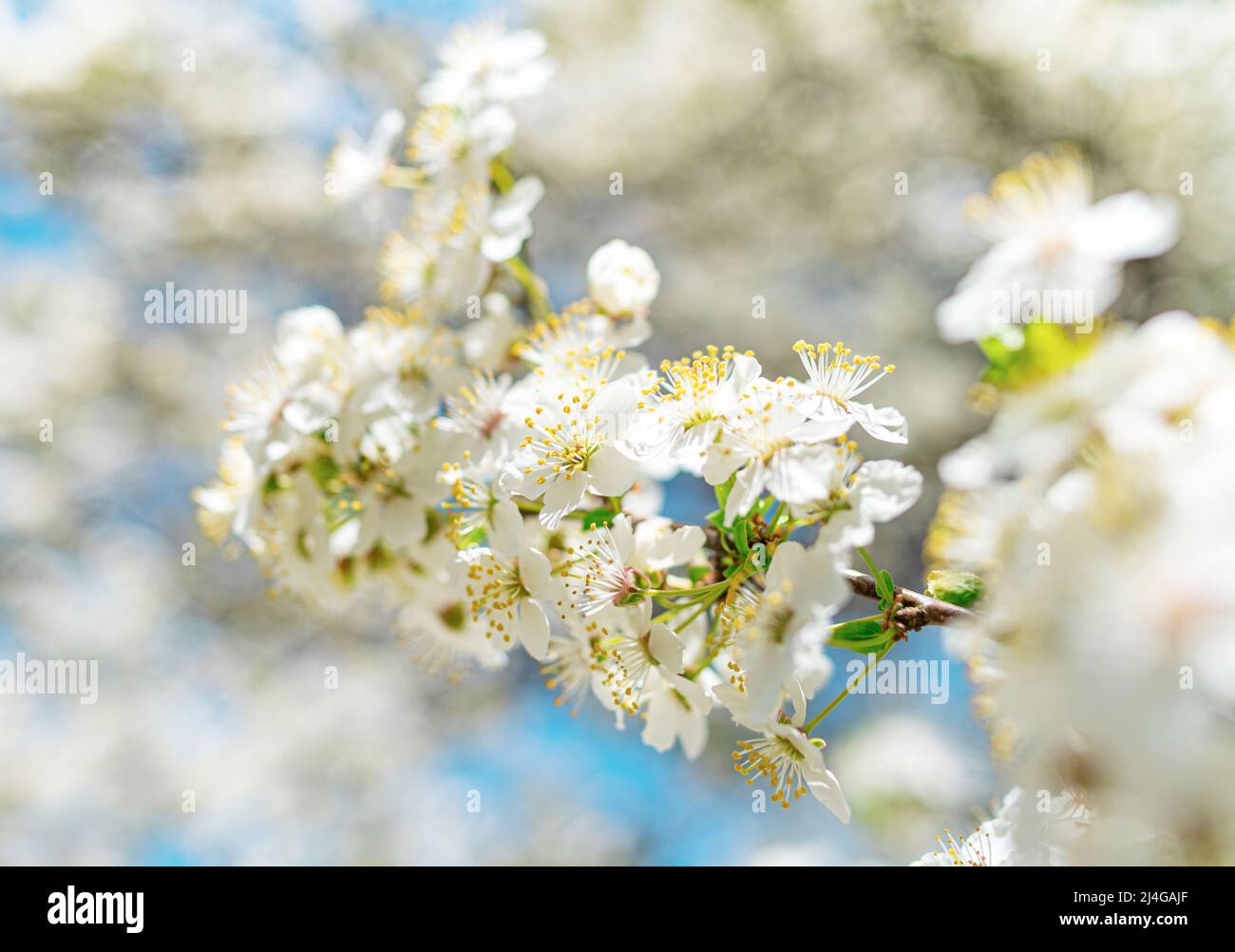 Beautiful flowers on tree nature hi-res stock photography and images ...