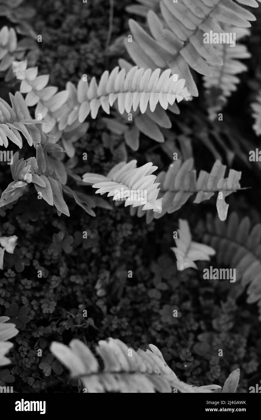 Beautiful summer ferns growing in the tranquil meadow in black and ...