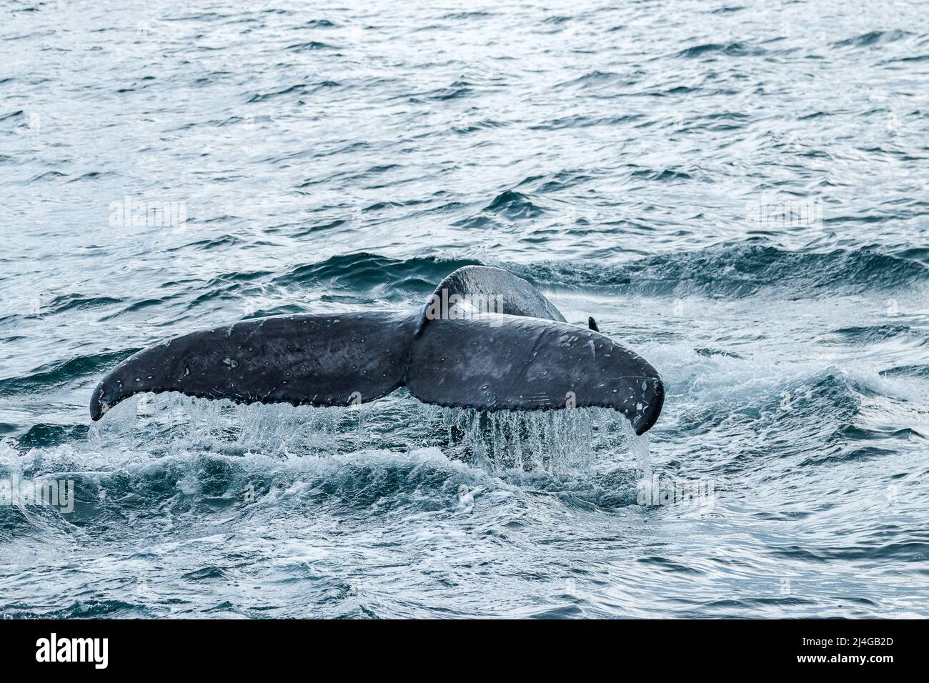 Pinna caudale hi-res stock photography and images - Alamy