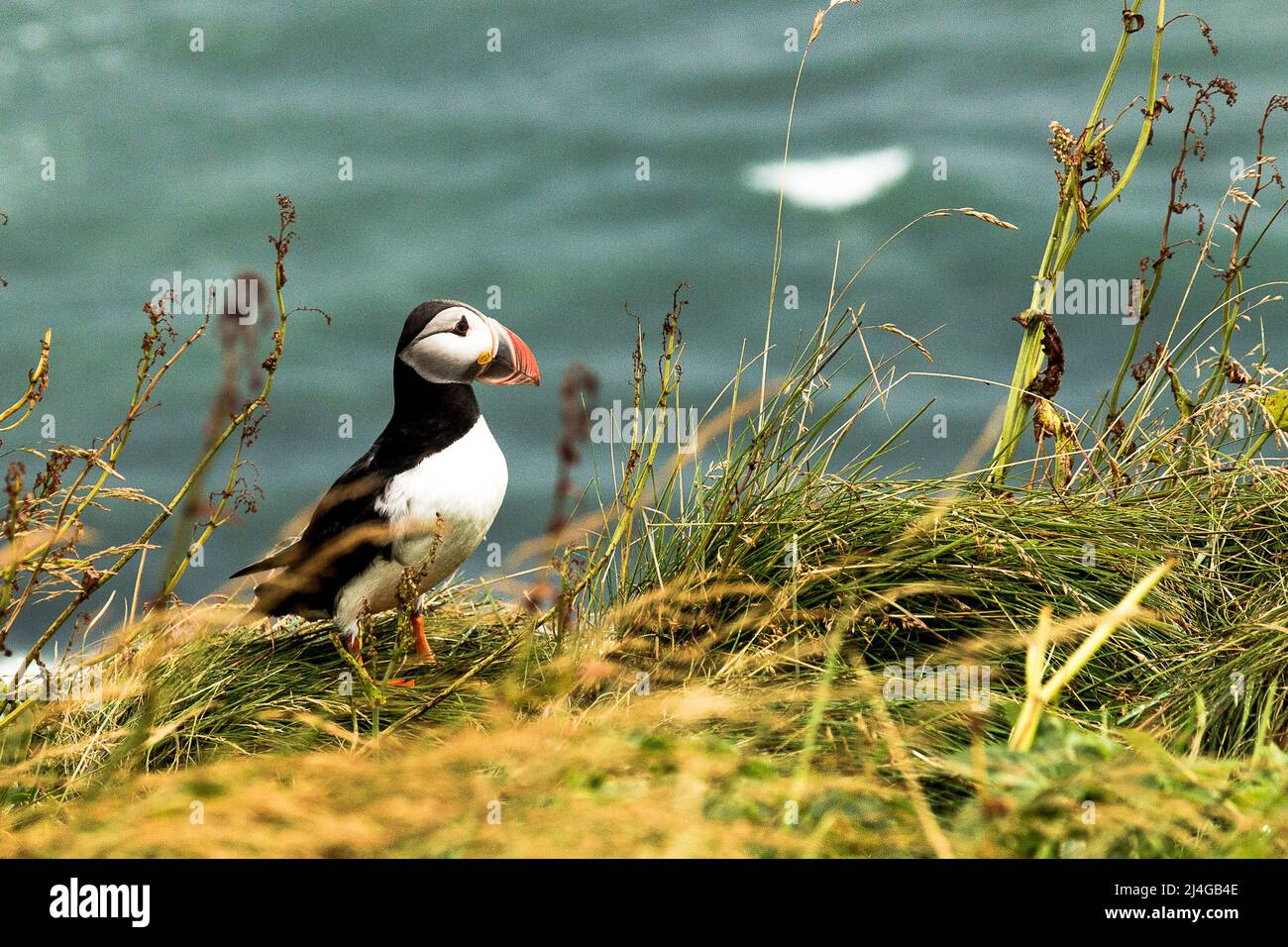 Uccello artic hi-res stock photography and images - Alamy
