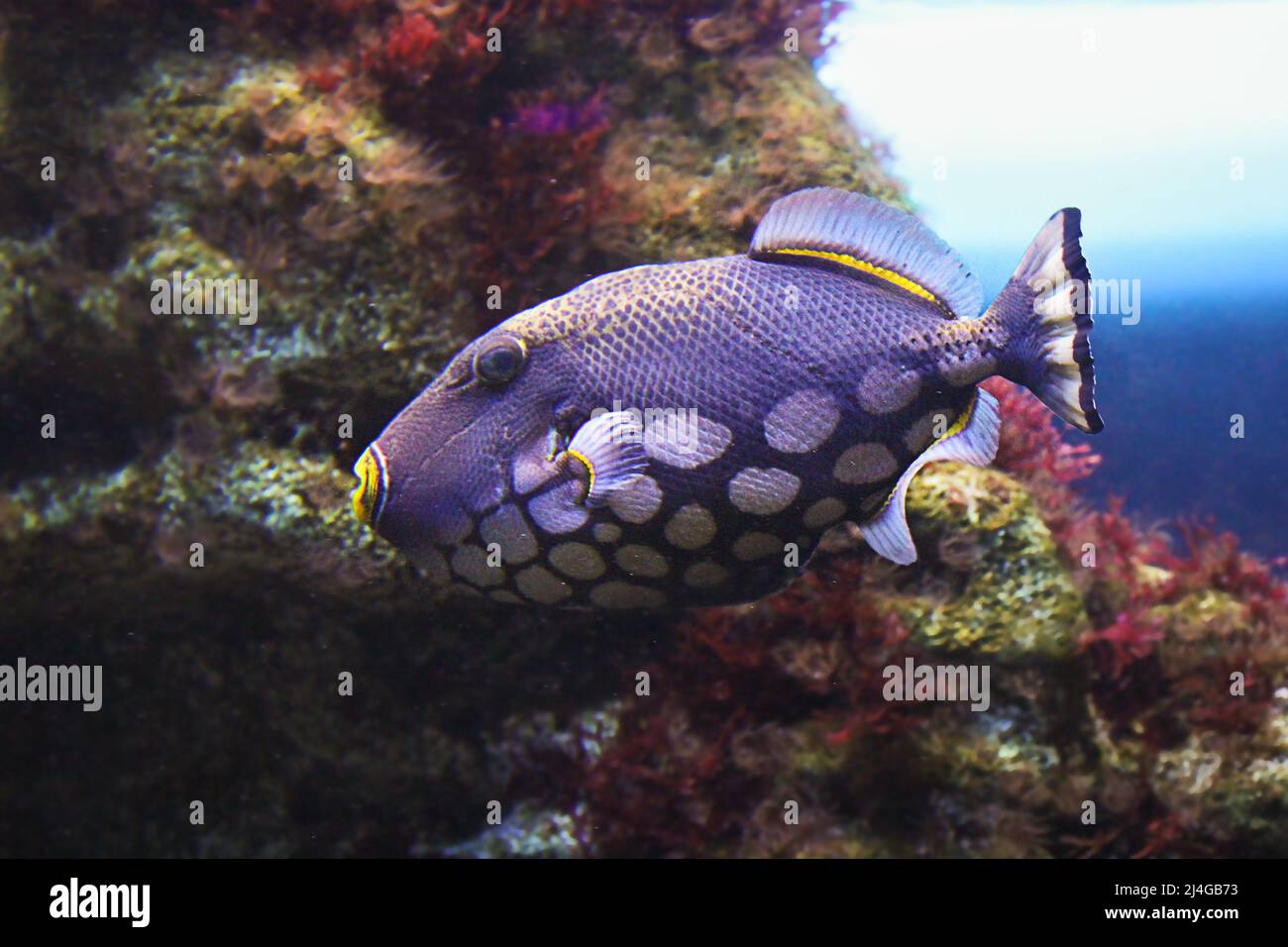Tropical reef fish - Clownfish Amphiprion ocellaris Macro with shallow ...