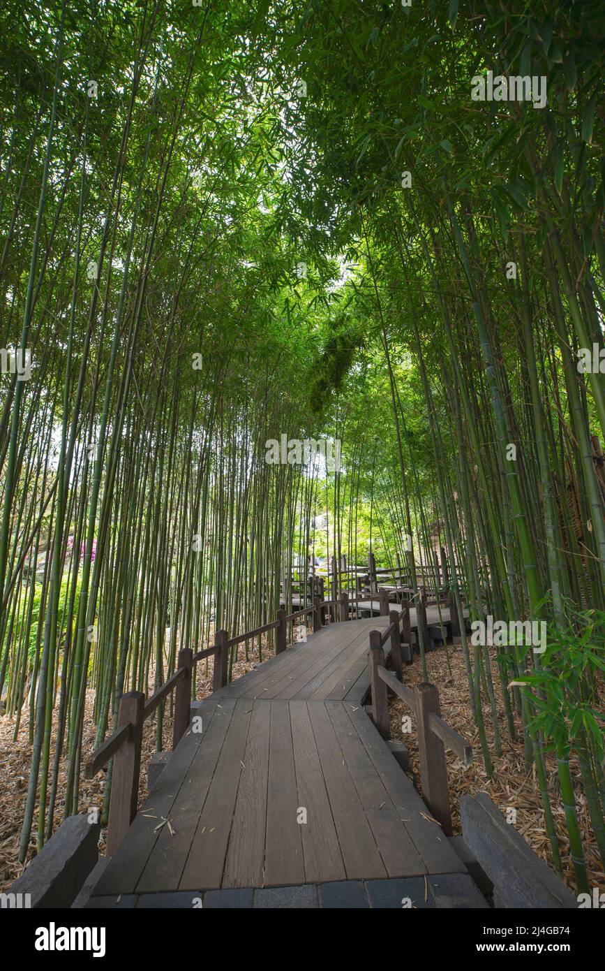 Walkway through the bamboo forest Stock Photo - Alamy