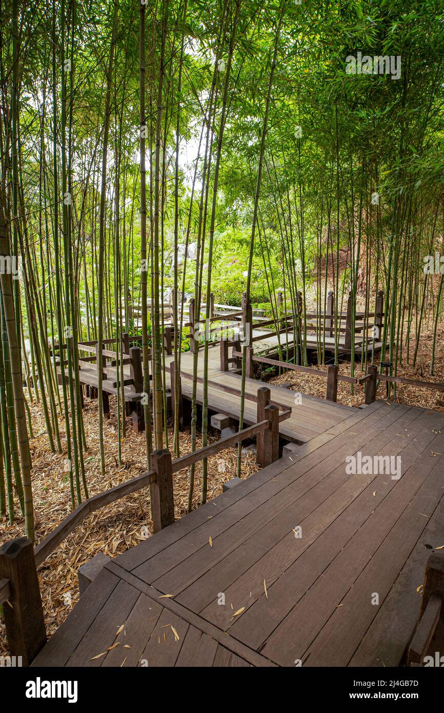 Path through bamboo forest hi-res stock photography and images - Alamy