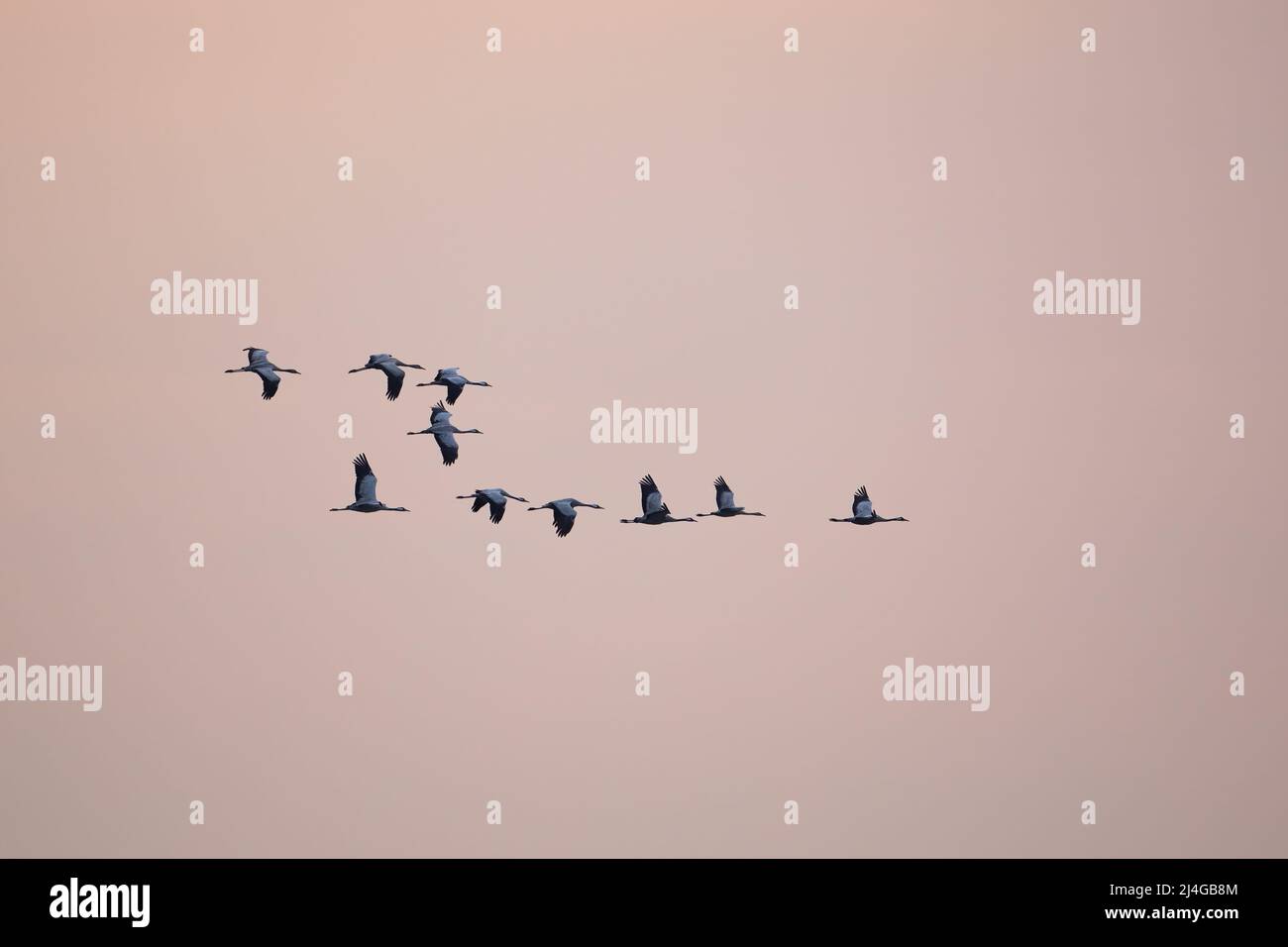 Flock of common cranes flying over a sky at sunset during spring ...