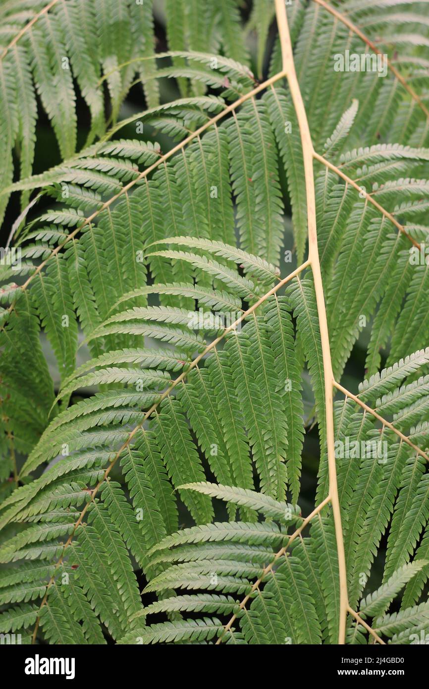 Beautiful summer ferns growing in the tranquil meadow Stock Photo - Alamy