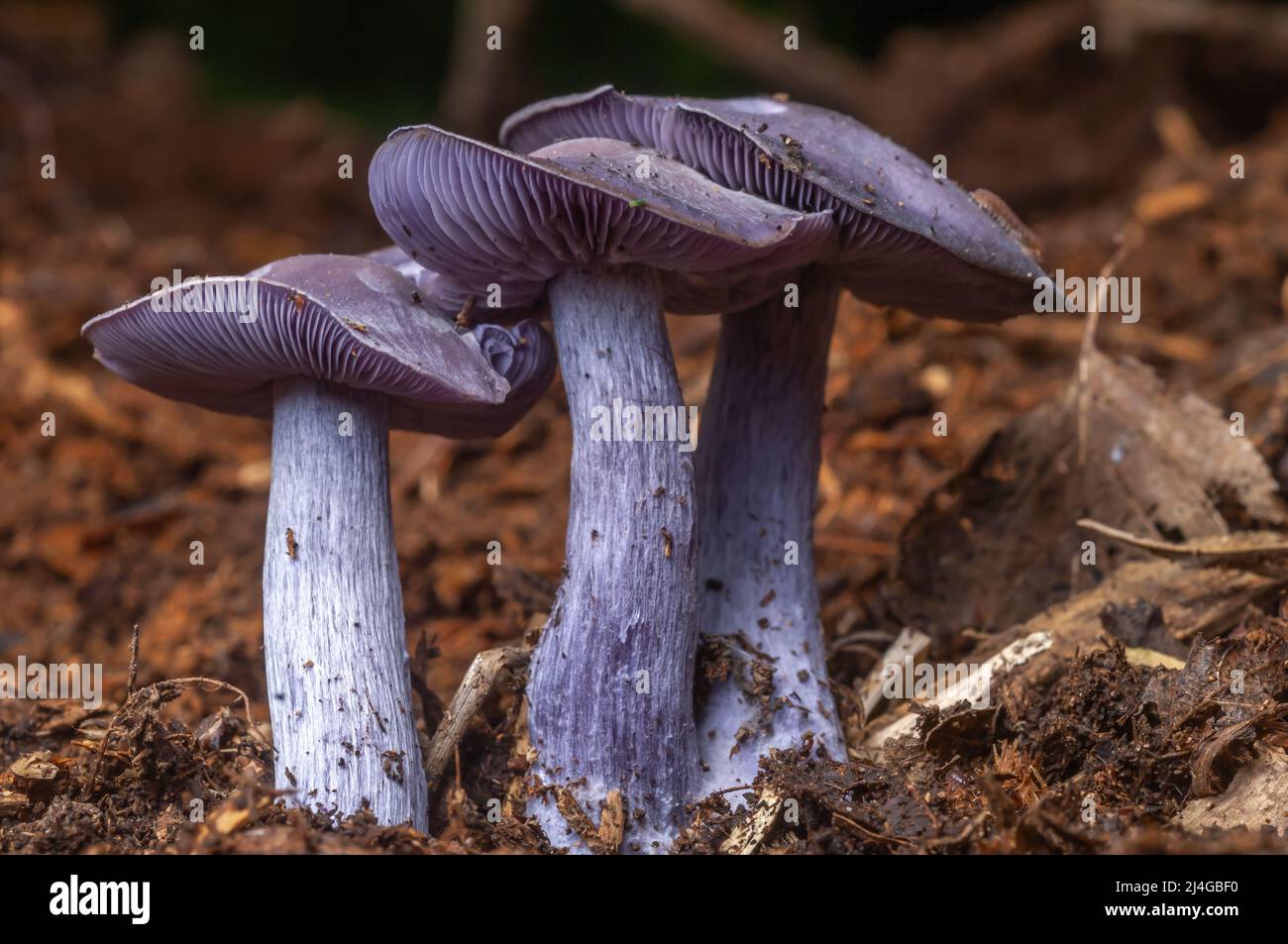 Wood Blewit (Lepista nuda) edible blue mushroom in a forest Stock Photo ...