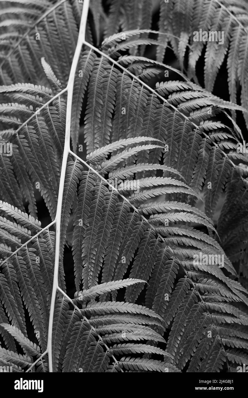 Beautiful summer ferns growing in the tranquil meadow in black and ...