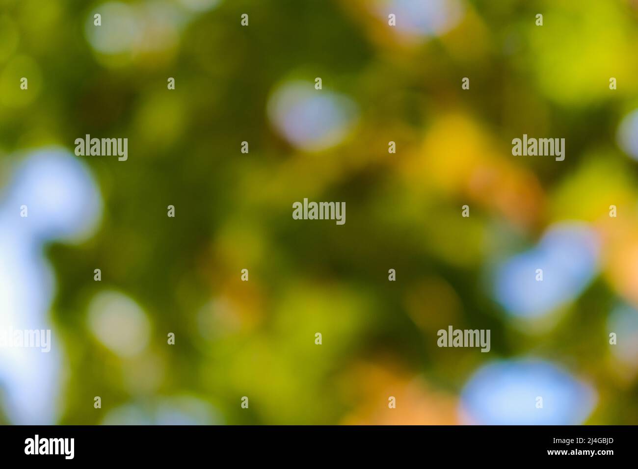 Blurred green tree forest park sunny day foliage background Stock Photo ...