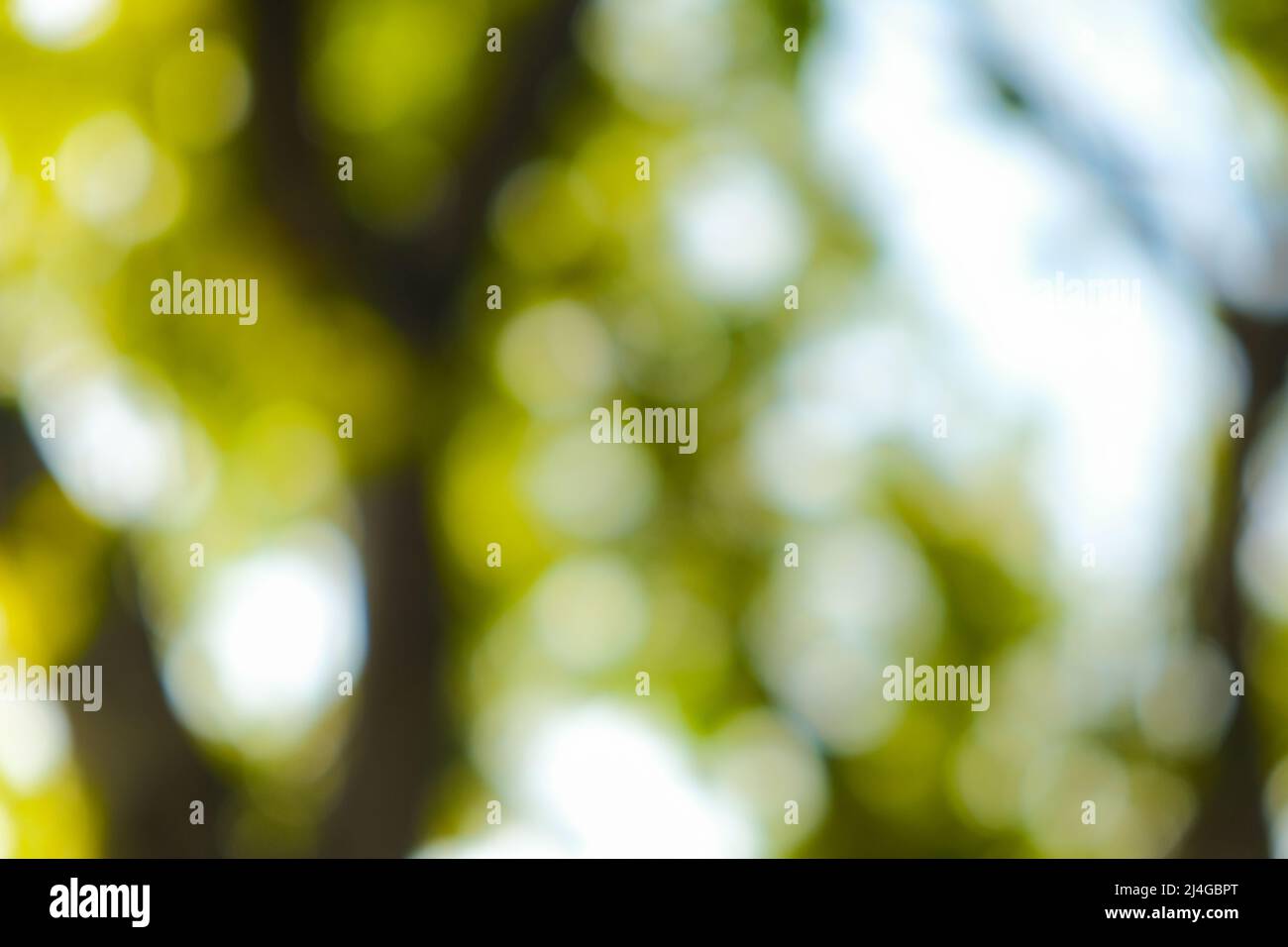 Blurred green tree forest park sunny day foliage background Stock Photo ...