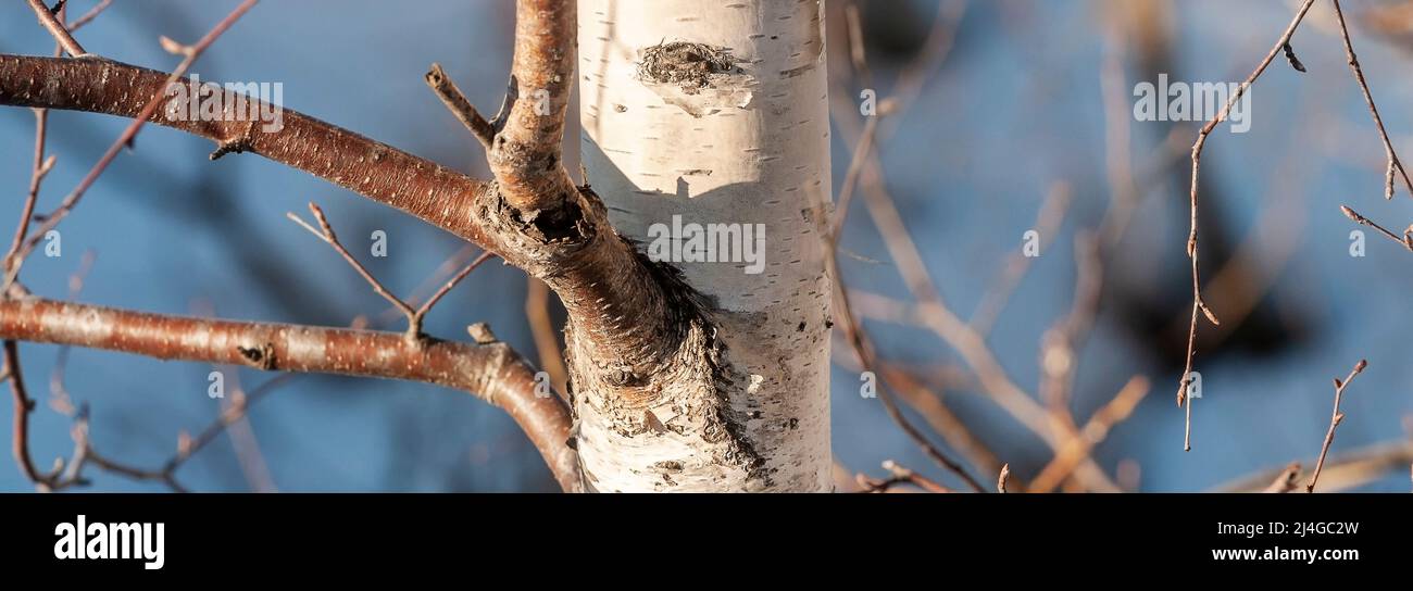 The trunk of a birch tree in spring without leaves. Close-up Stock ...