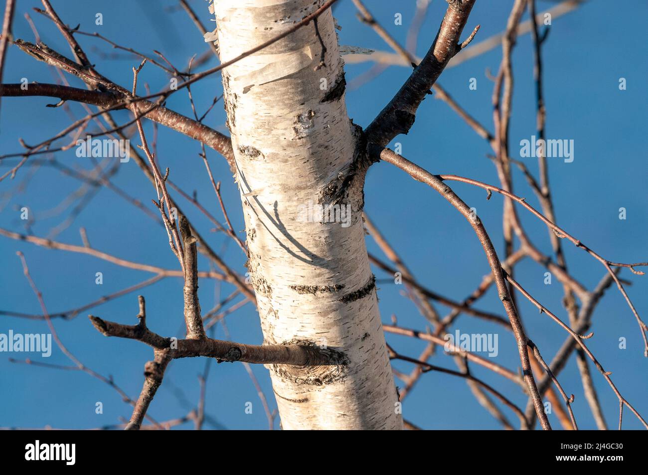 Birch tree without leaves hi-res stock photography and images - Alamy
