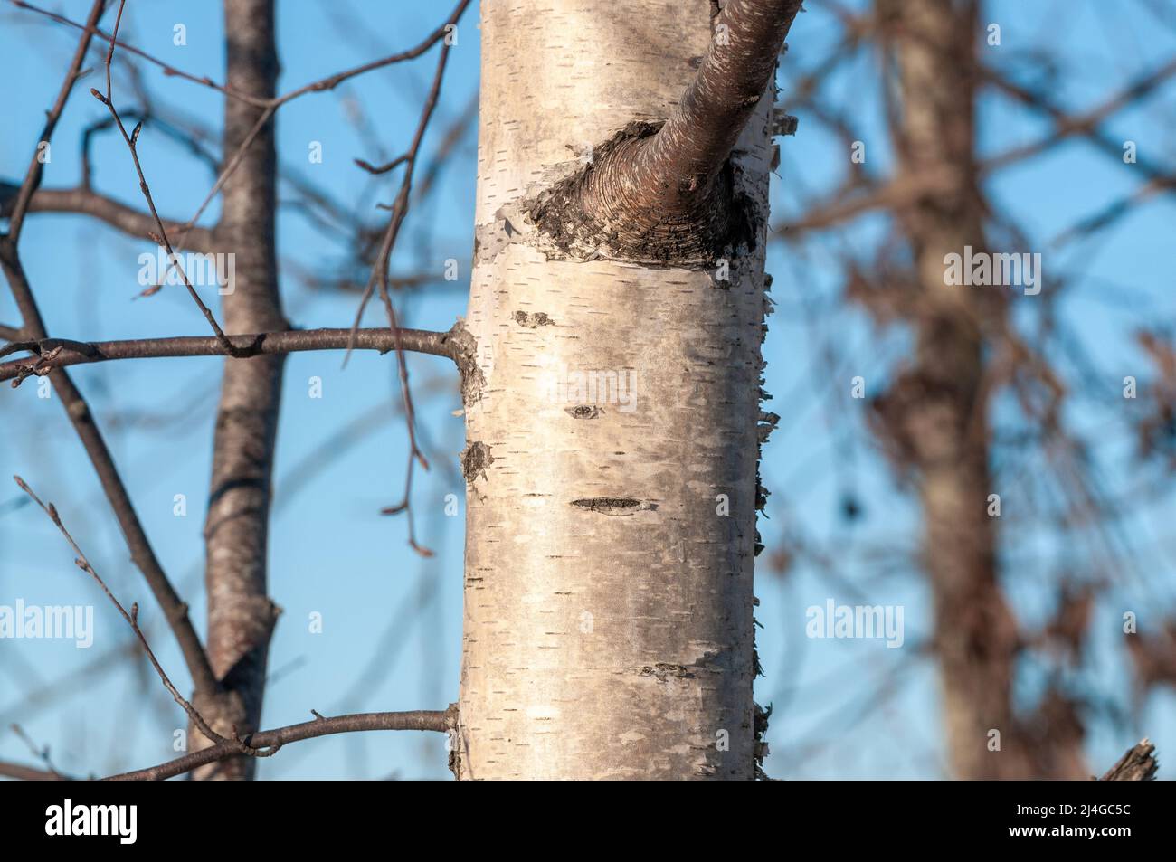 Tree without leaves birch hi-res stock photography and images - Alamy