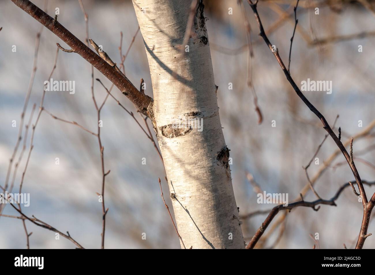 The trunk of a birch tree in spring without leaves. Close-up Stock ...