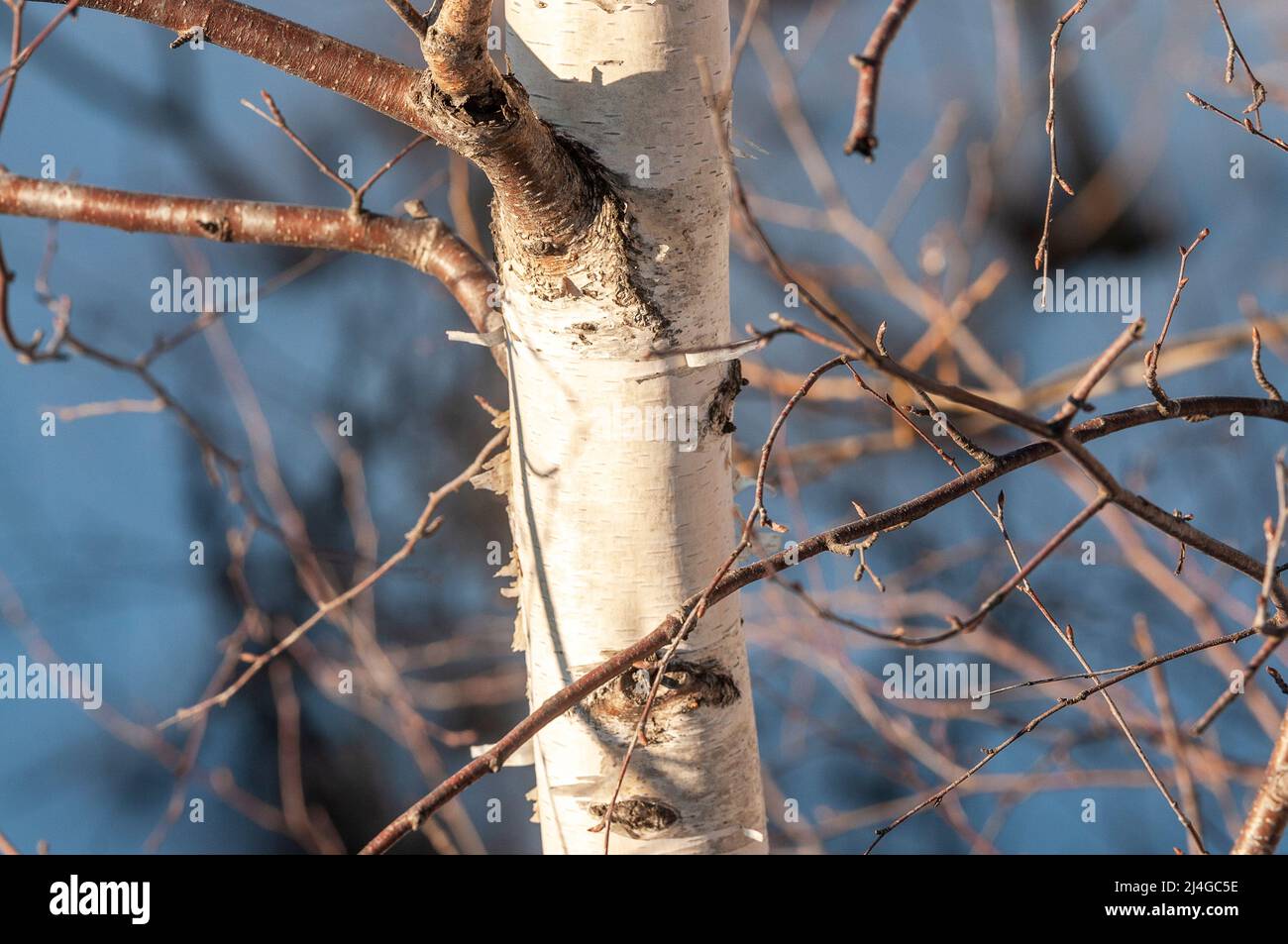 The trunk of a birch tree in spring without leaves. Close-up Stock ...