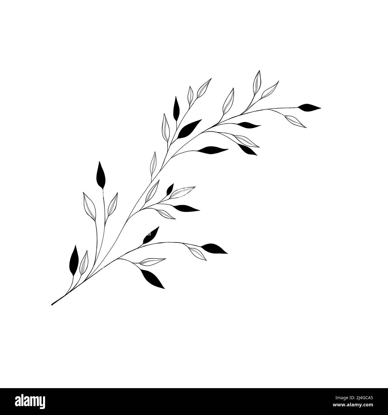 beautiful detailed sketch of plant. The idea of a twig tattoo with ...