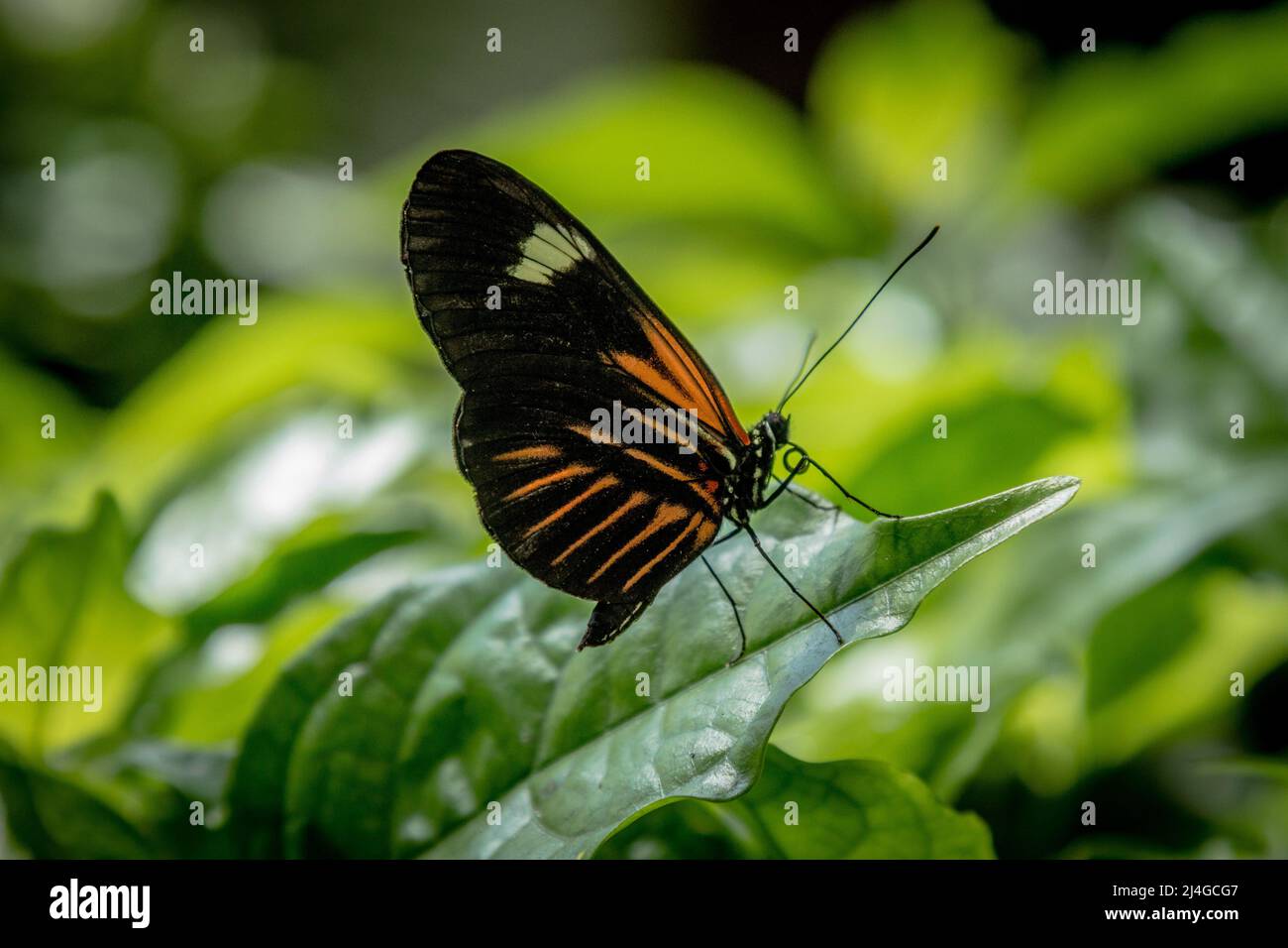Key West Butterfly and Nature Conservatory Stock Photo - Alamy