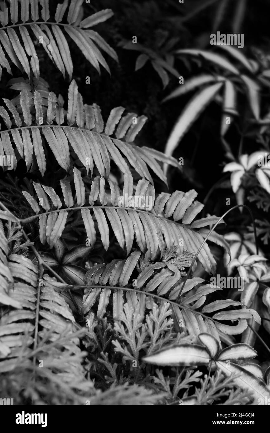 Beautiful summer ferns growing in the tranquil meadow in black and ...
