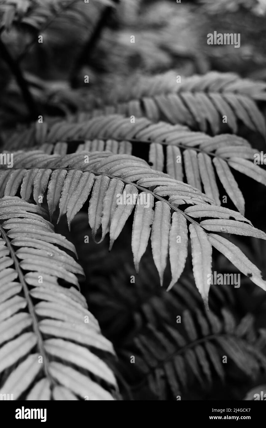 Beautiful summer ferns growing in the tranquil meadow in black and ...