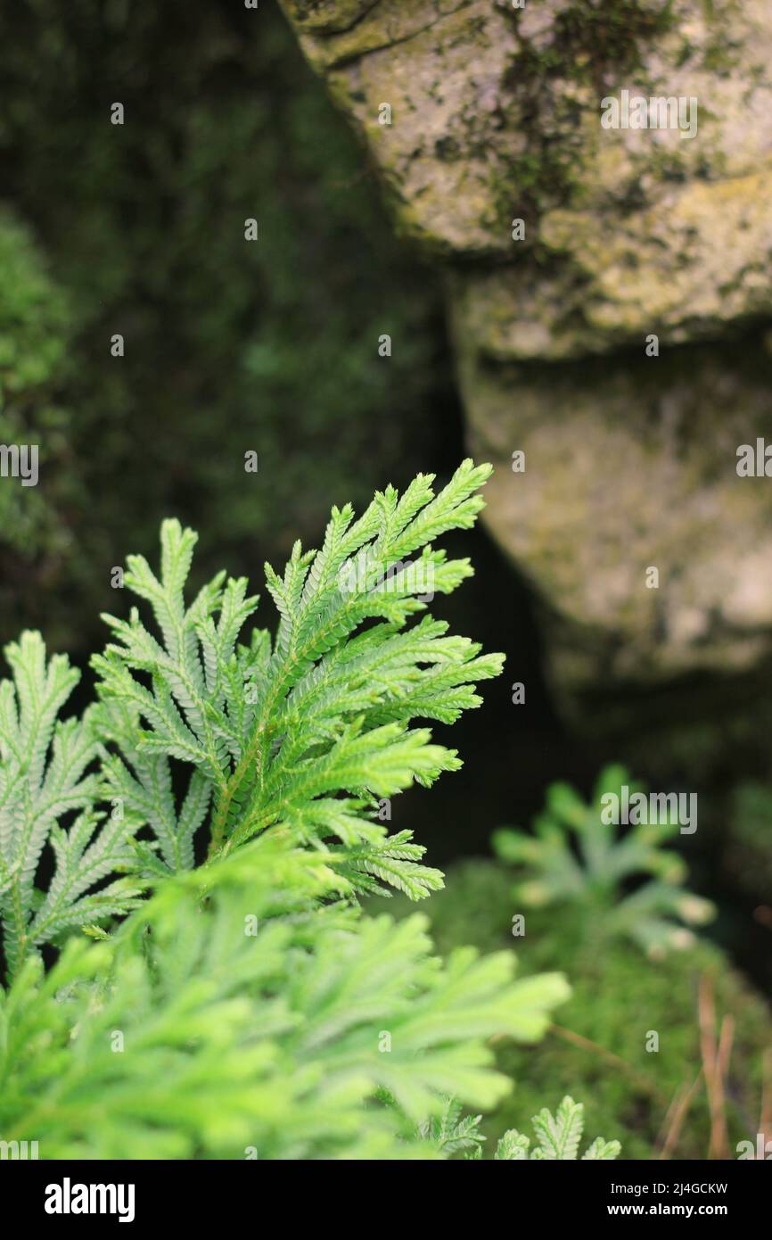 Beautiful summer ferns growing in the tranquil meadow Stock Photo - Alamy