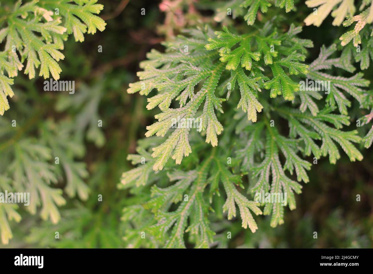 Beautiful summer ferns growing in the tranquil meadow Stock Photo - Alamy