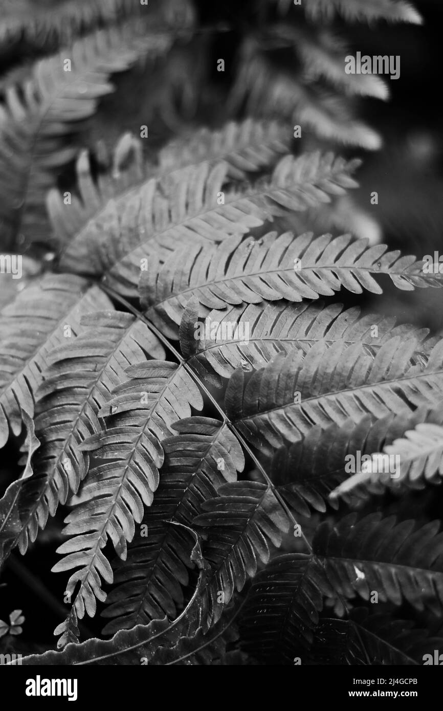 Beautiful summer ferns growing in the tranquil meadow in black and ...