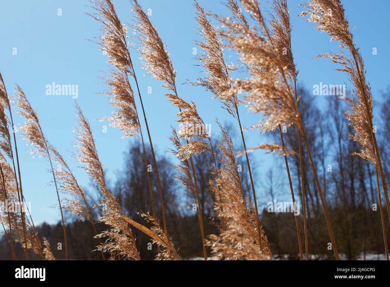 Inflorescences of last year's dry reed common growing on the river bank ...