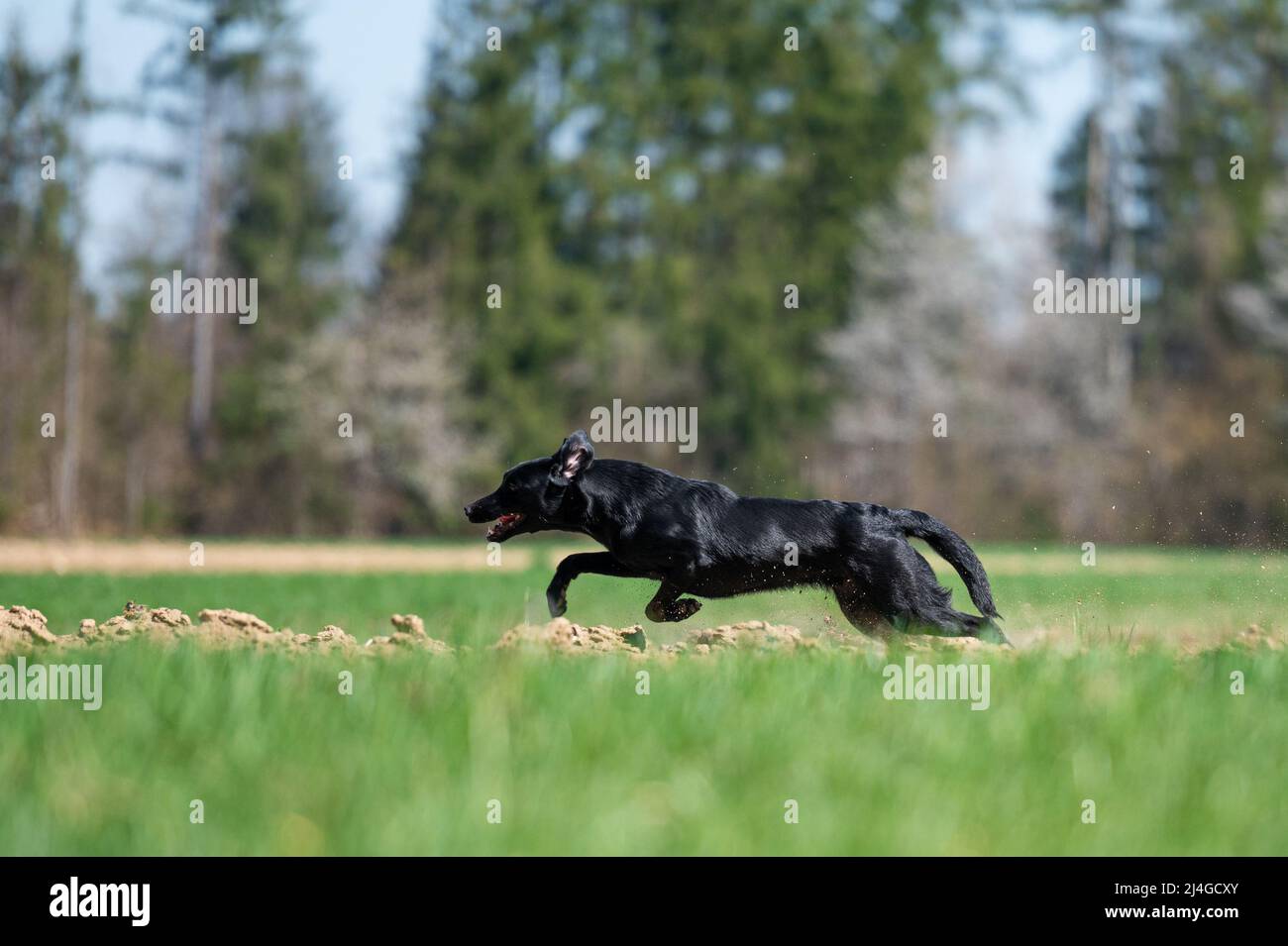 Beautiful black labrador retriever dog running fast in a green meadow ...