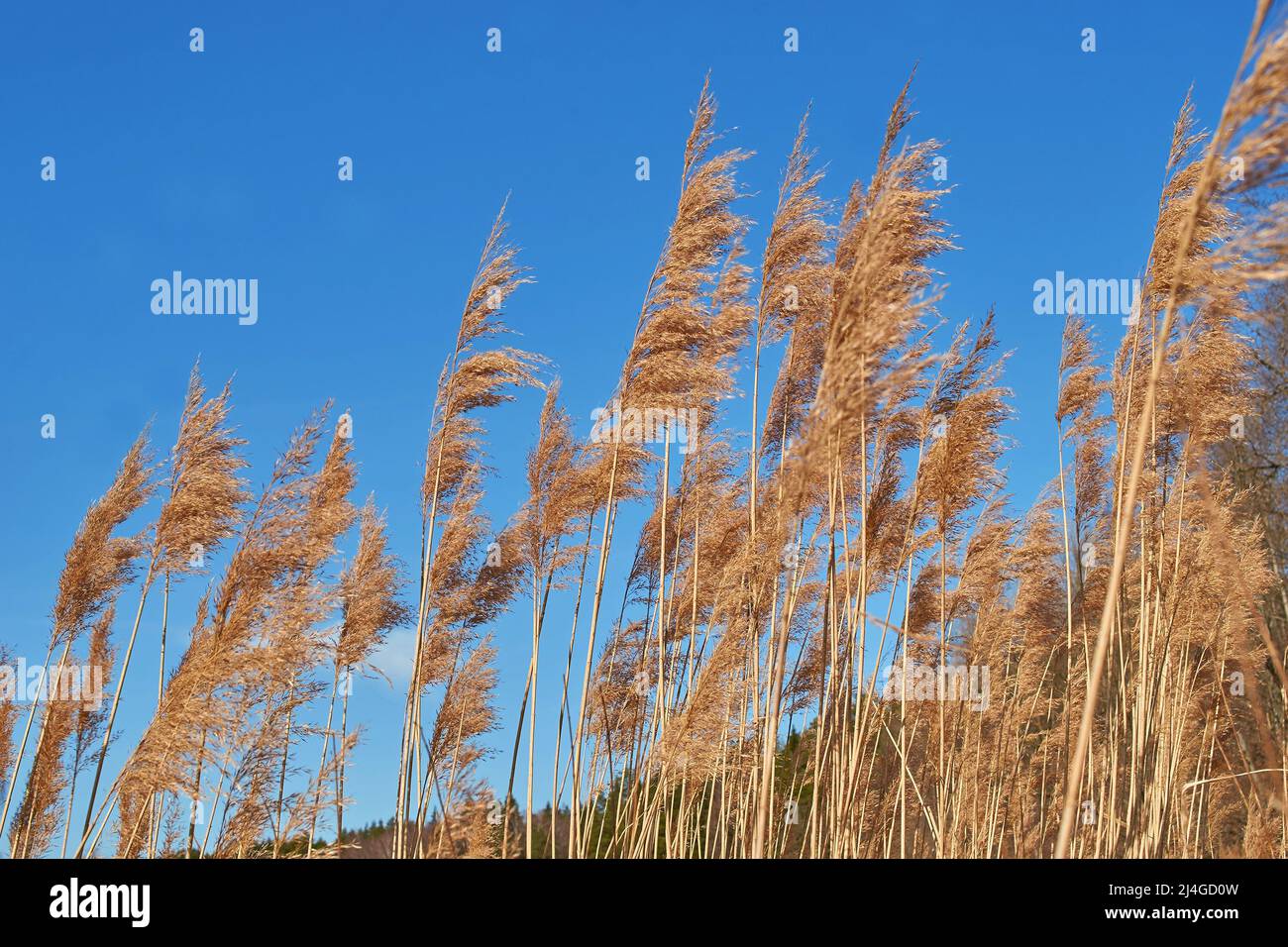Inflorescences of dry ordinary reed growing on the riverbank Stock ...