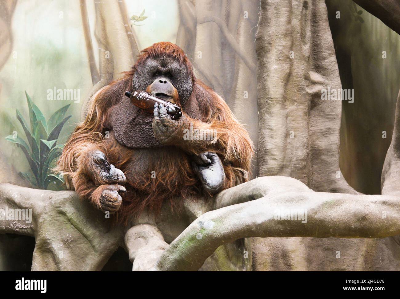 Portrait of the famous and endangered sumatran orangutan. One of the ...