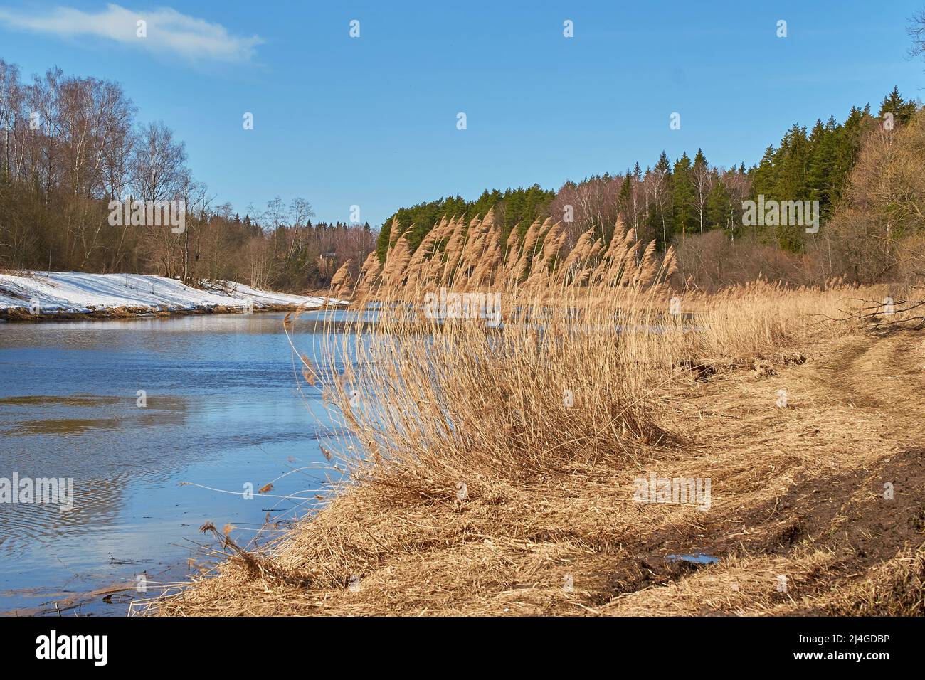 Spring landscape. The river bank overgrown with last year's dry reeds ...