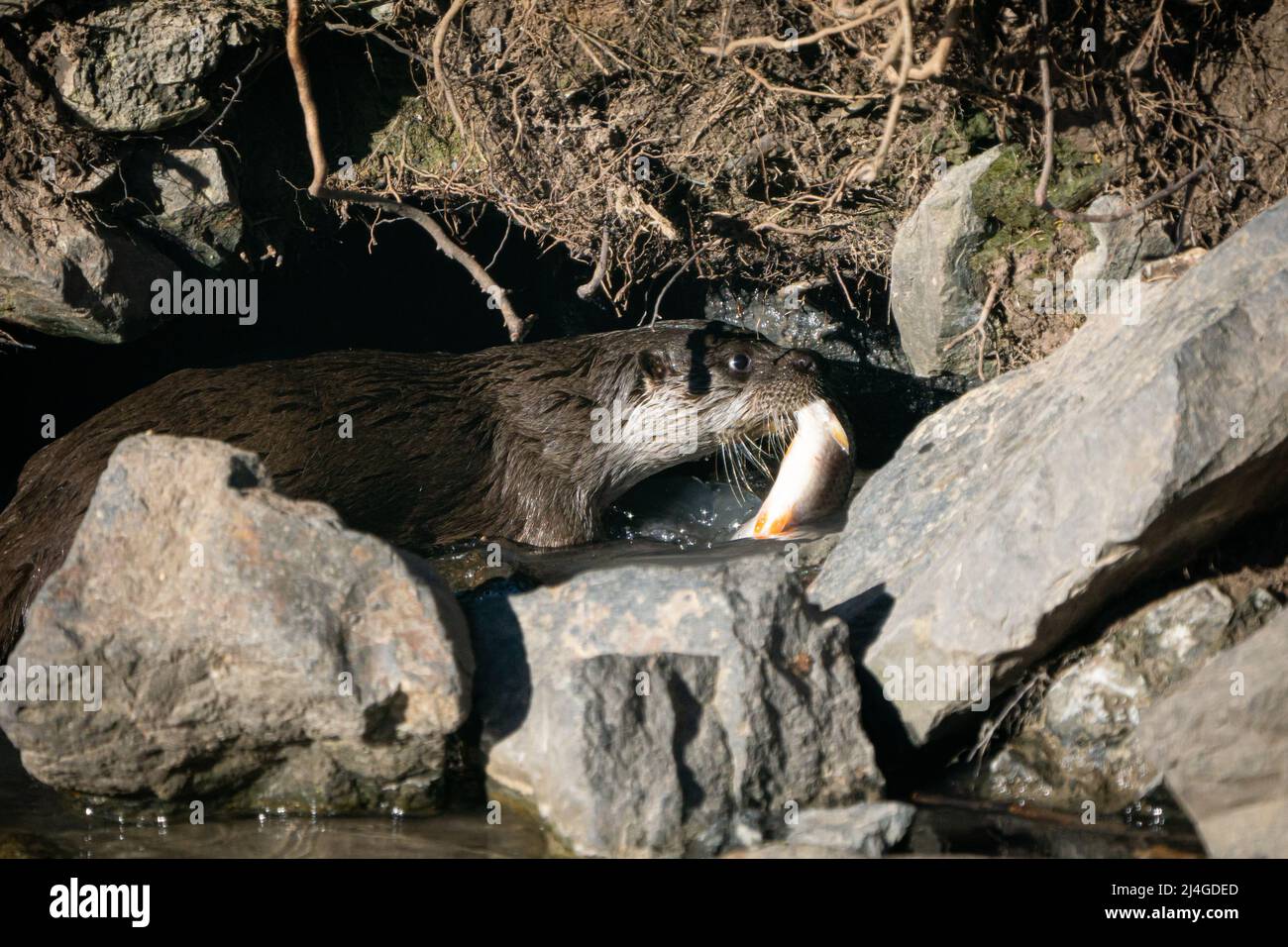 American fish eating little fish hi-res stock photography and images ...