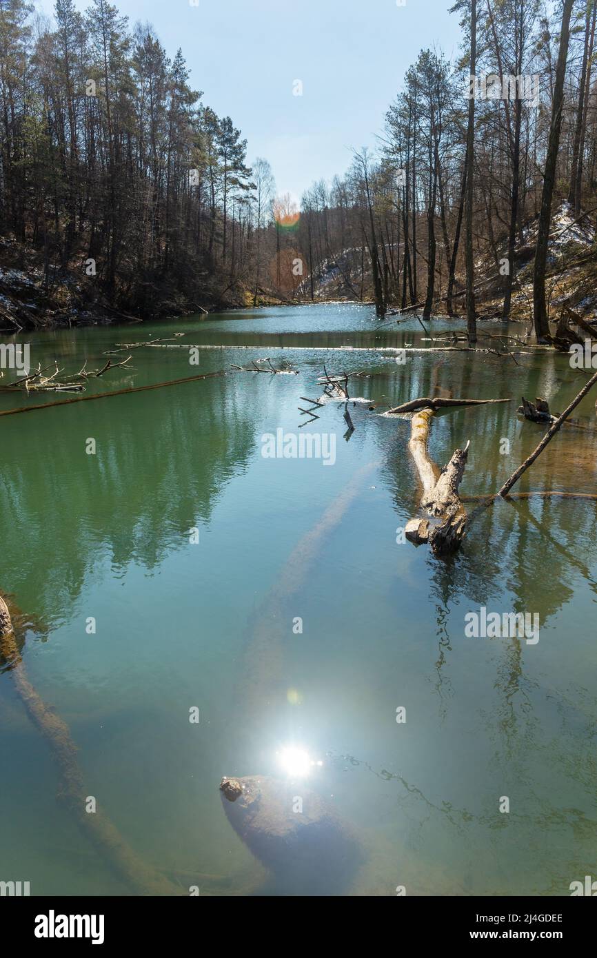 Spring light green forest pond landscape. Forest pond in spring. Large ...