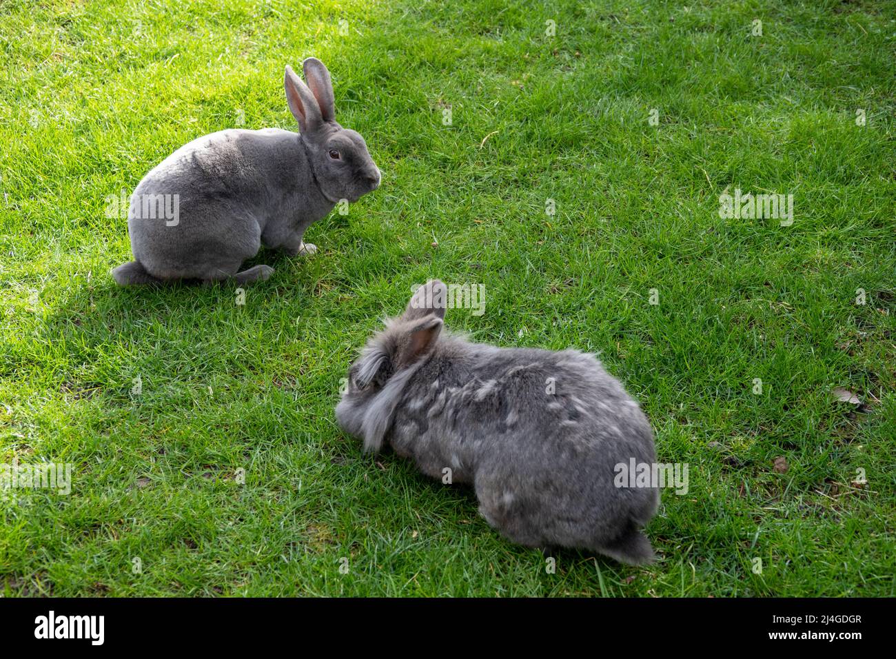pretty grey domestic rabbits in the spring sunshine Stock Photo - Alamy