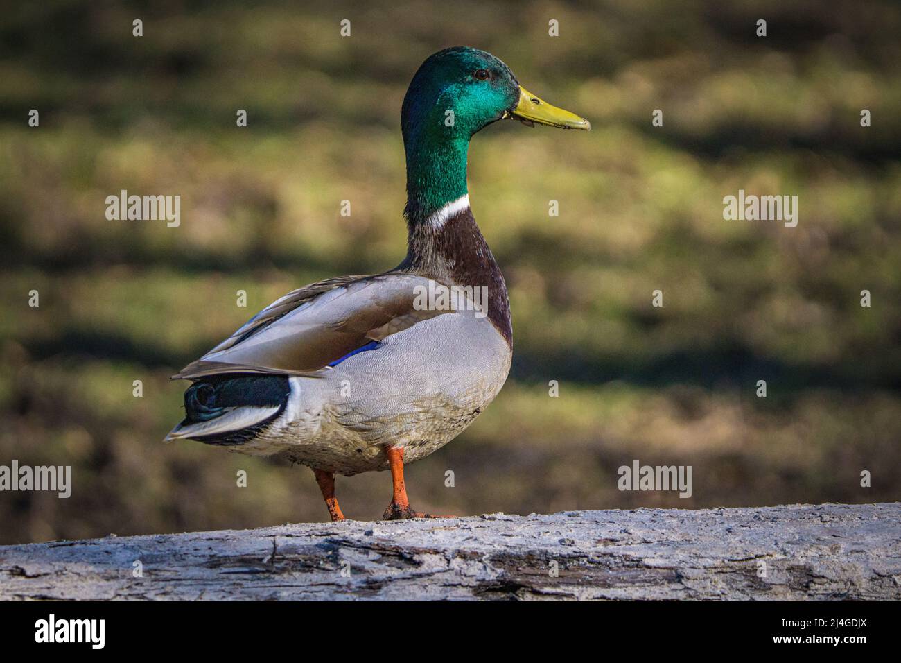 Mother with young animal sitting by the water hi-res stock photography ...