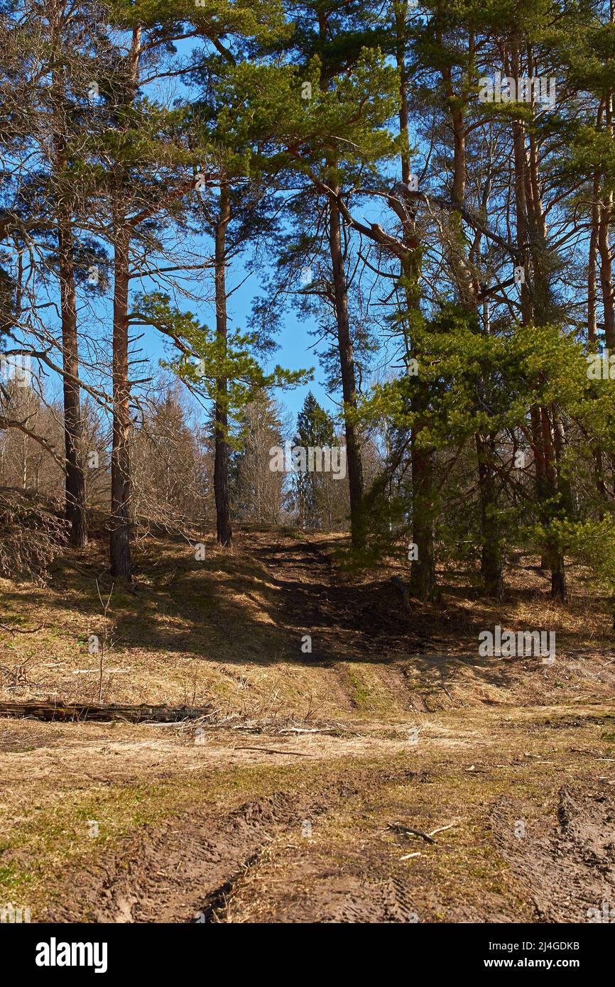 Spring landscape. A dirt road leading to the edge of the pine forest ...
