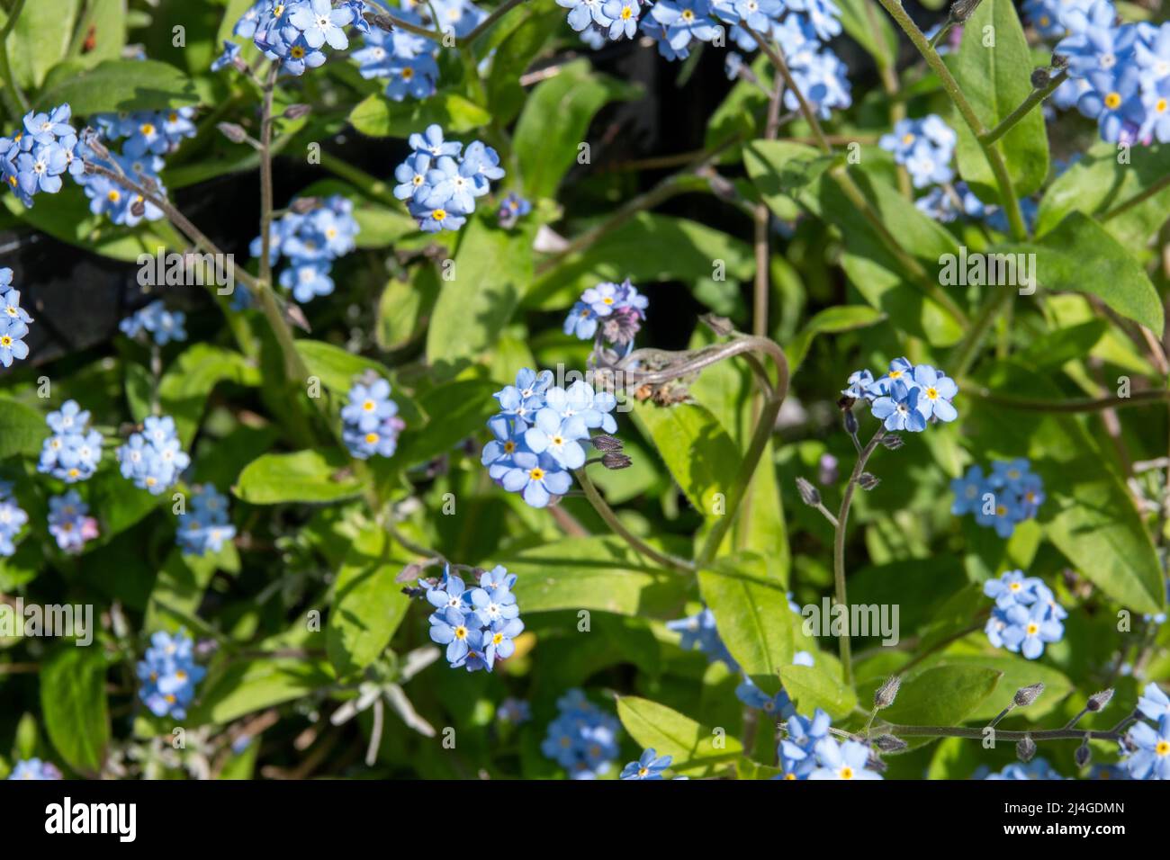 forget me nots a symbol of true love and respect Stock Photo - Alamy