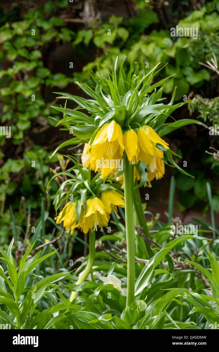 yellow flowers of the Fritillaria Imperialis also known as Imperial ...